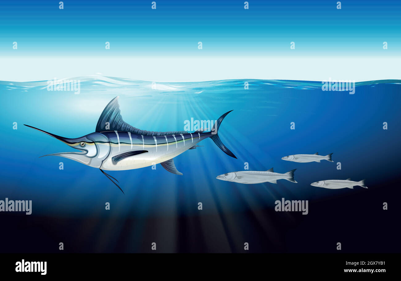 Atlantic blue marlin Stock Vector Image & Art - Alamy