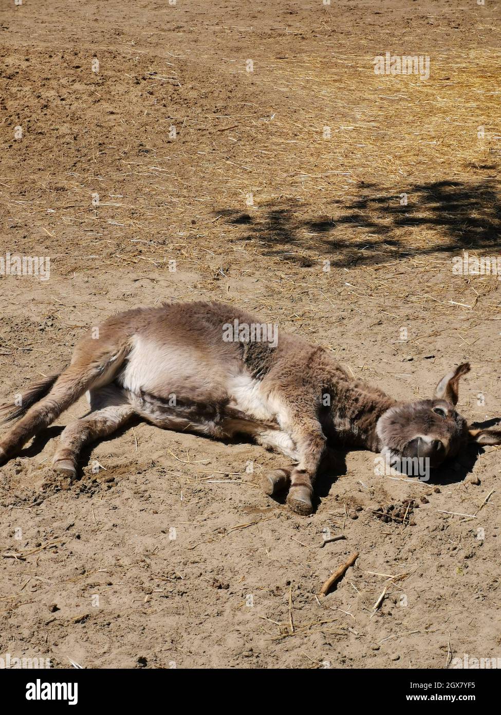 Donkey sleeping on the ground Stock Photo - Alamy