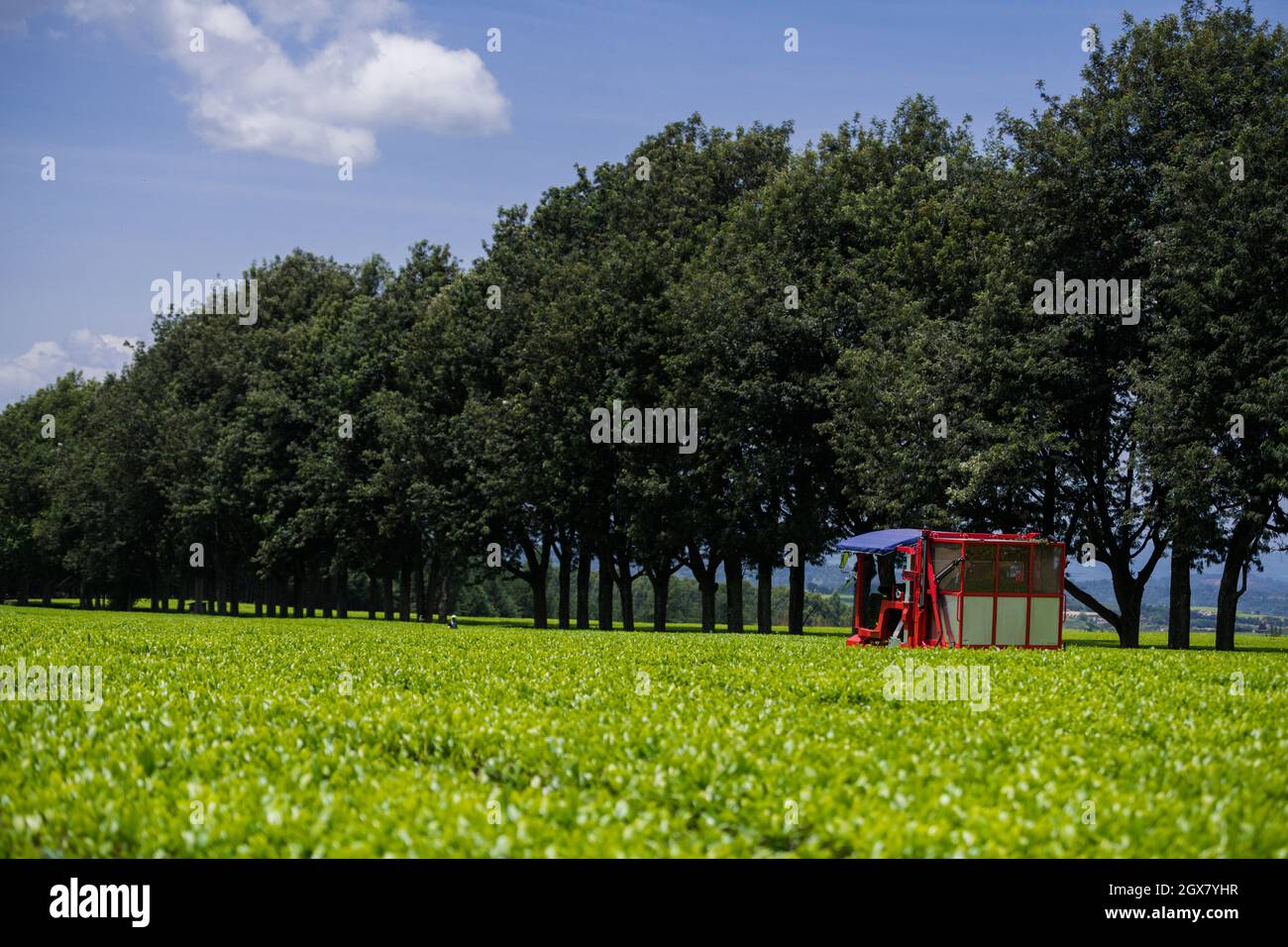 Tea Leaves Farm Estate Plantations In Kericho County Kenya High ...