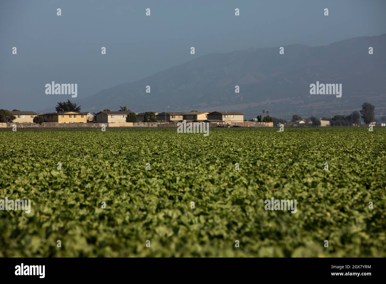 Lettuce field california hi-res stock photography and images - Alamy