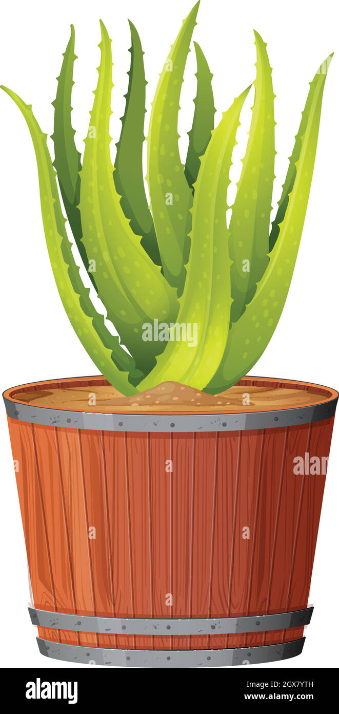Home plant in flowerpot Stock Vector Images - Alamy