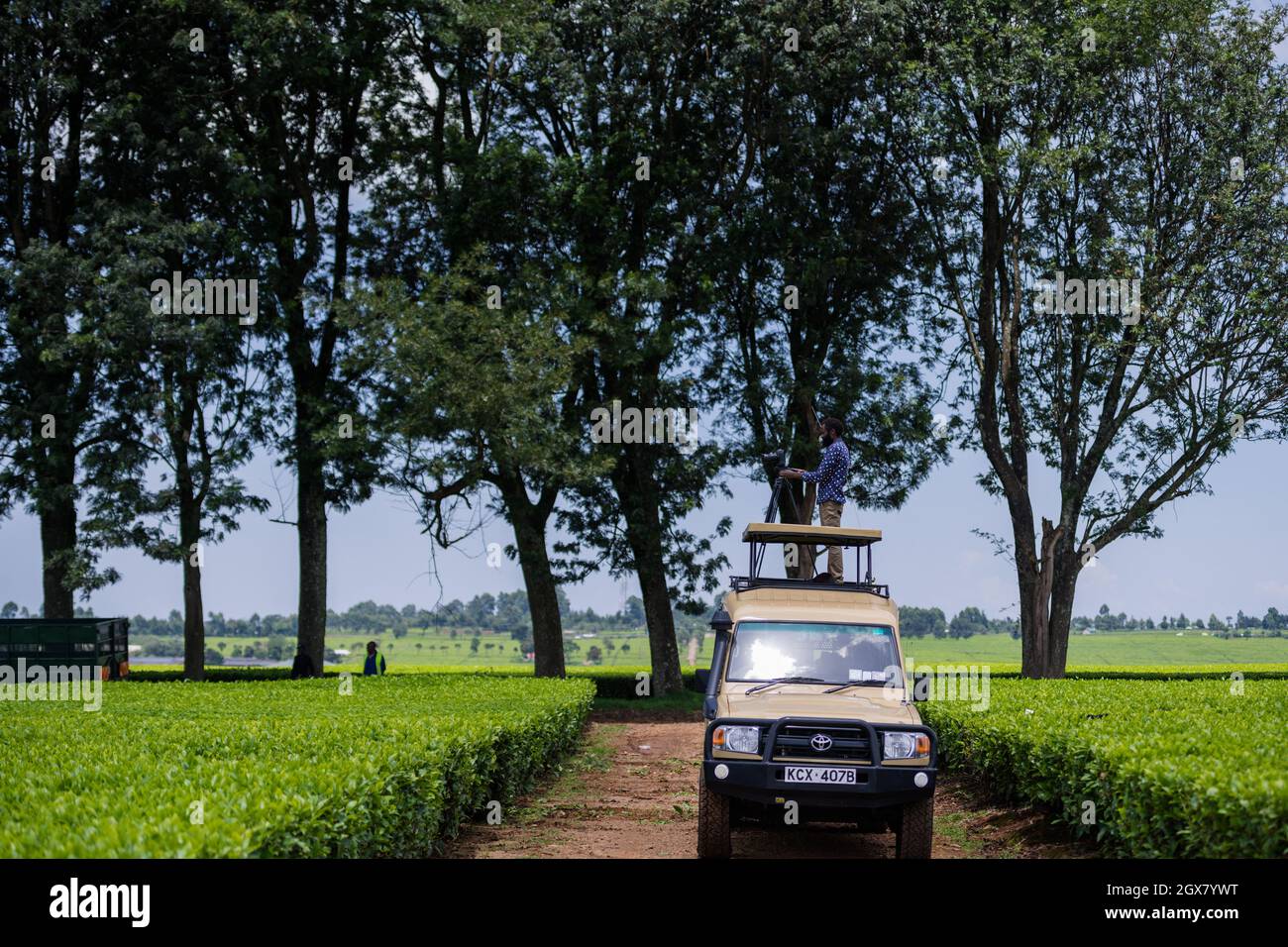 Tea Leaves Farm Estate Plantations in Kericho County, Kenya, High ...