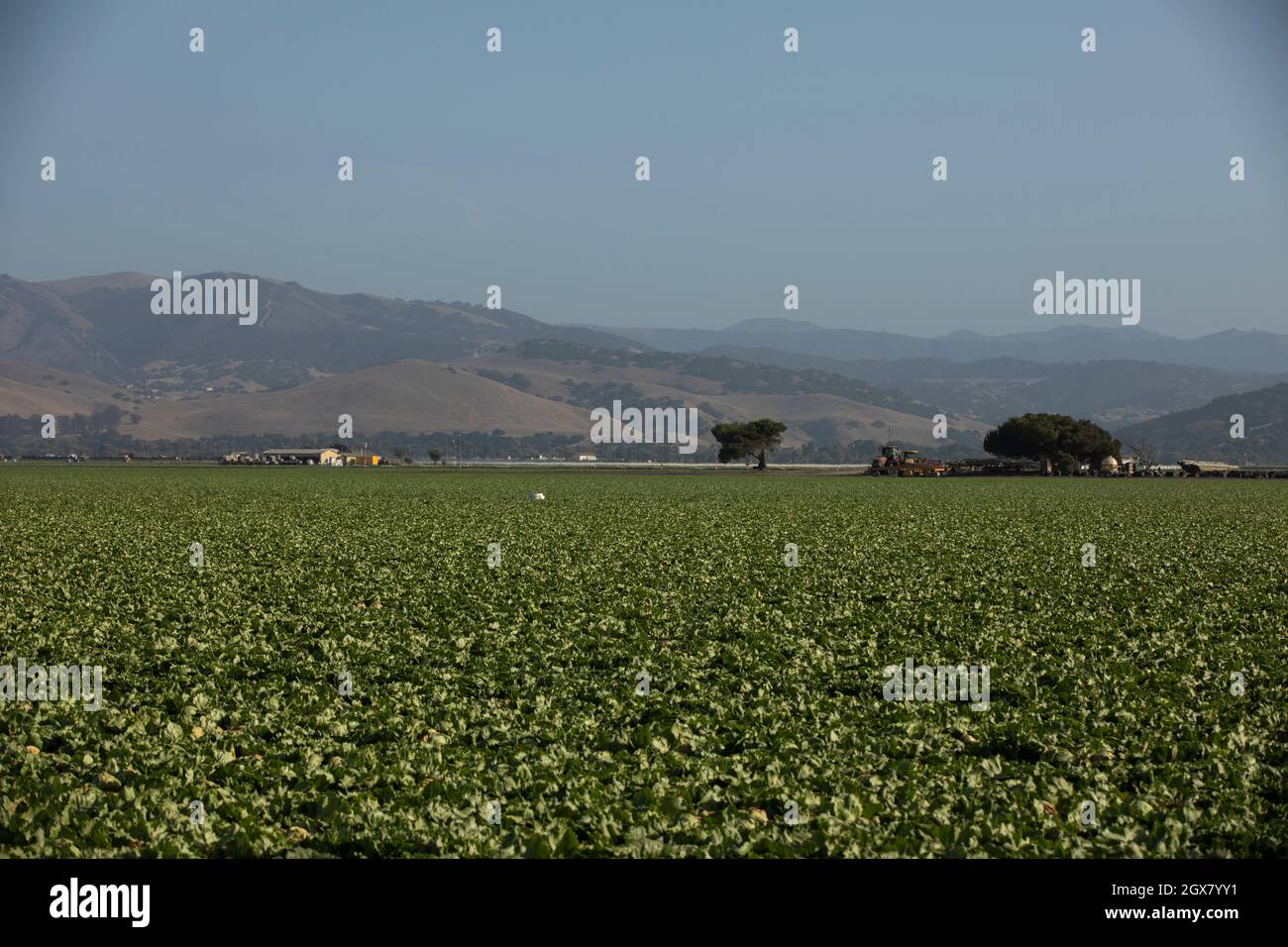 Lettuce field california hi-res stock photography and images - Alamy
