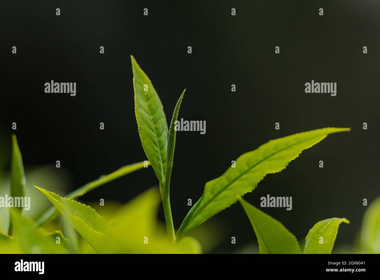 Tea Leaves Farm Estate Plantations In Kericho County Kenya High ...