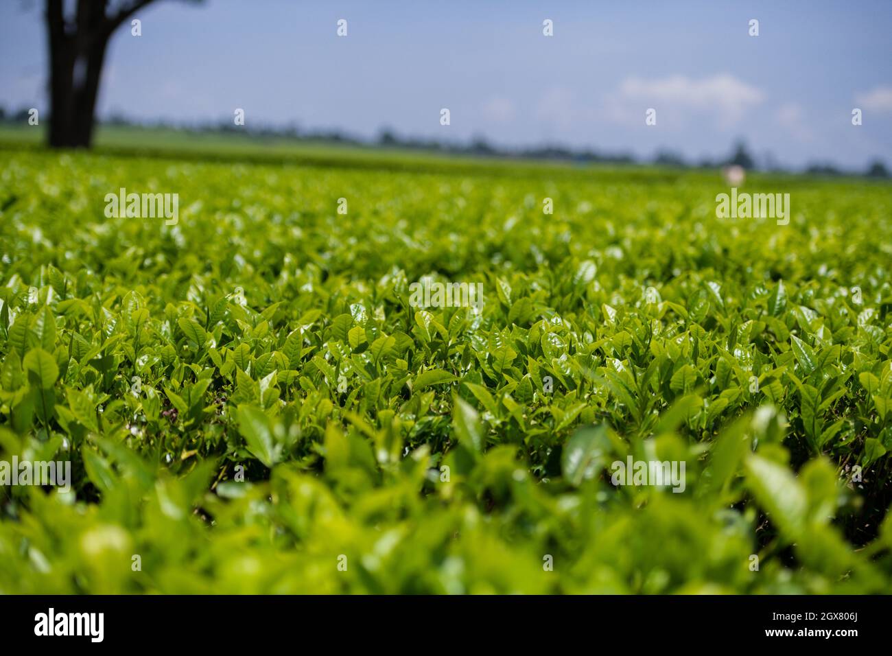 Tea Leaves Farm Estate Plantations In Kericho County Kenya High ...