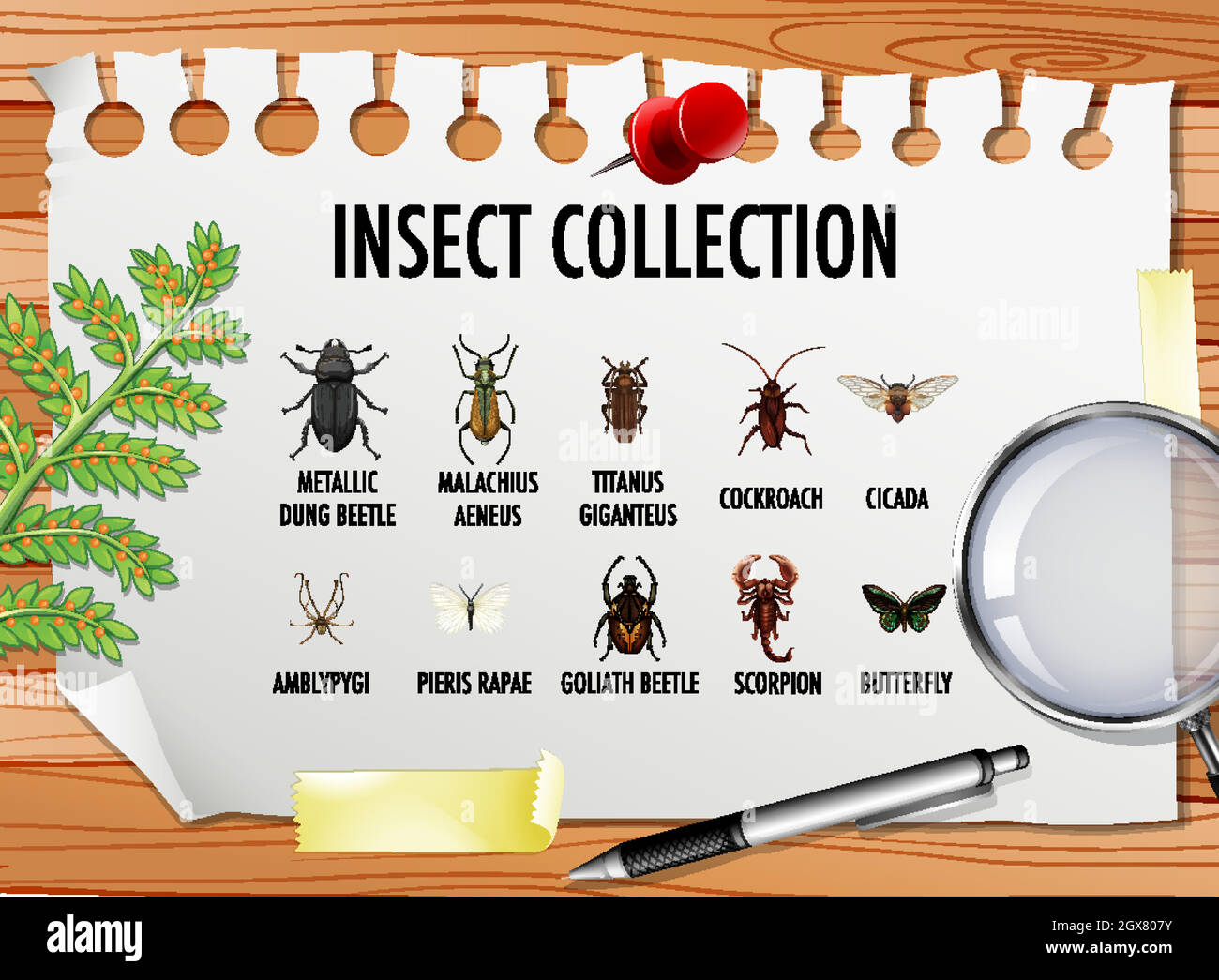 Set of insect collection with stationary elements on the table Stock ...