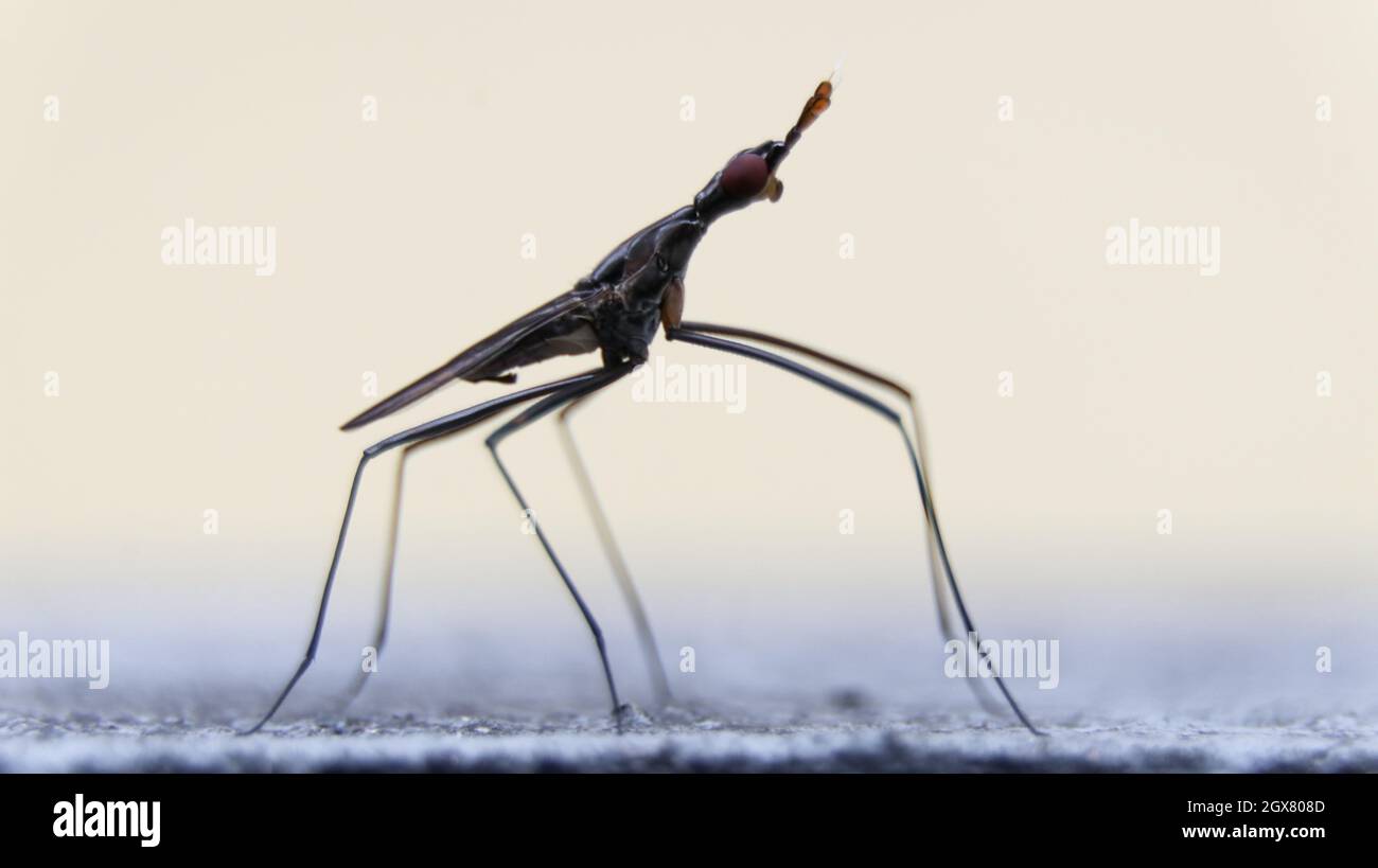 macro shot of neriidae species of cactus fly with six long legs ...