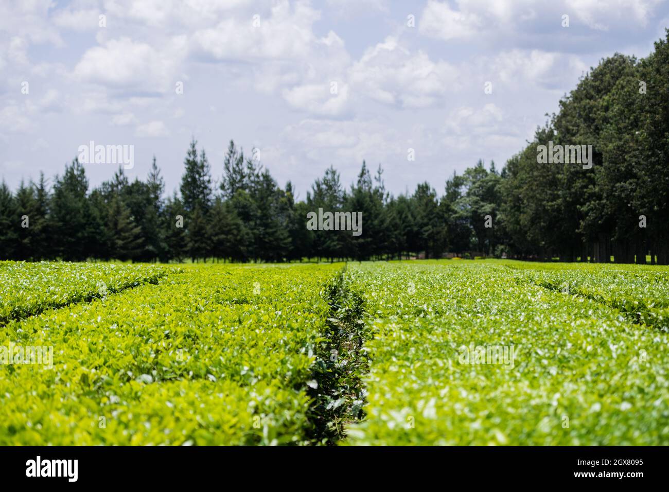 Tea Leaves Farm Estate Plantations in Kericho County, Kenya, High ...