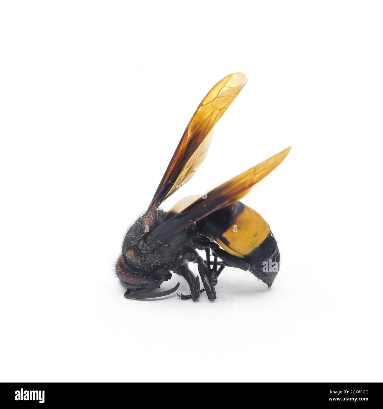 a dead specimen of a tropical species of a greater banded hornet used ...