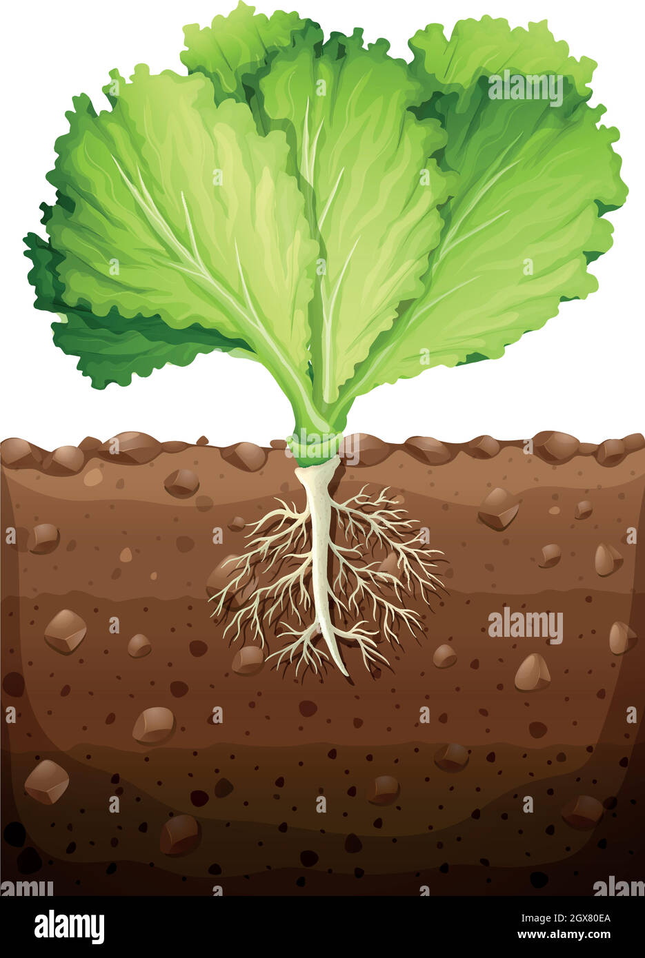 Soil with roots Stock Vector Images - Alamy