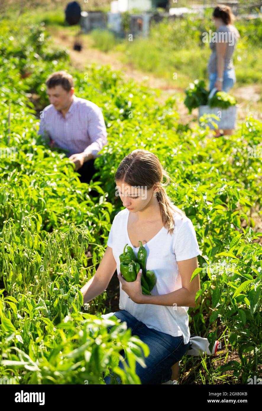 Positive young female gardener picking harvest of green peppers Stock ...