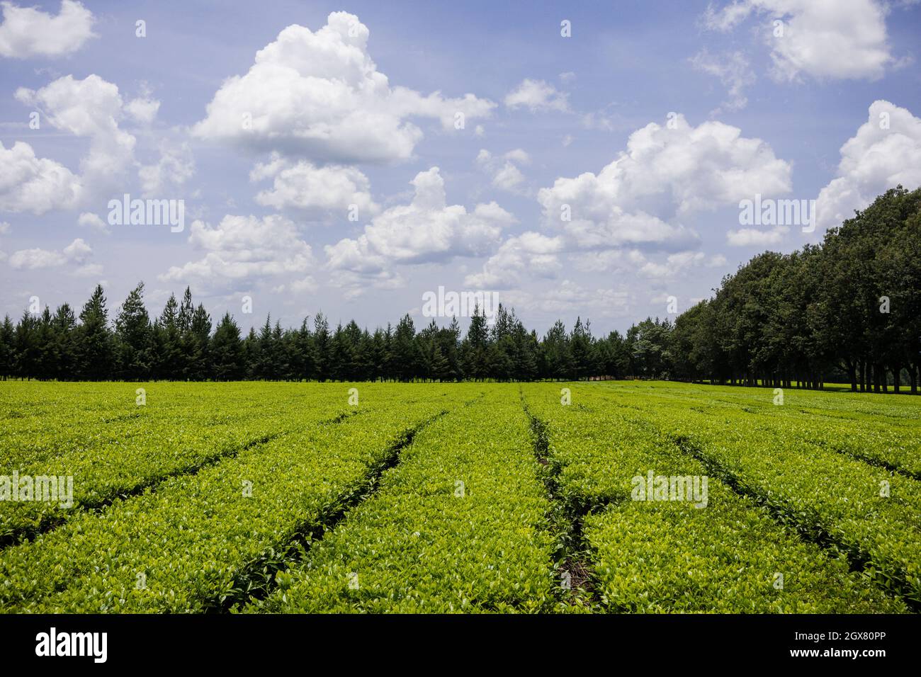 Tea Leaves Farm Estate Plantations In Kericho County Kenya High ...