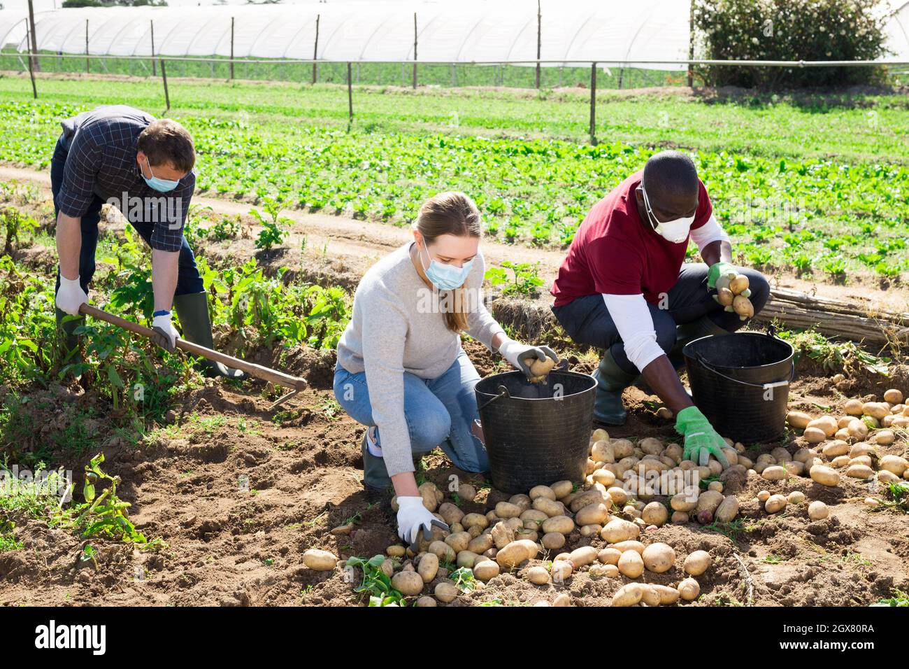 Farm workers in medical masks harvesting potatoes Stock Photo - Alamy