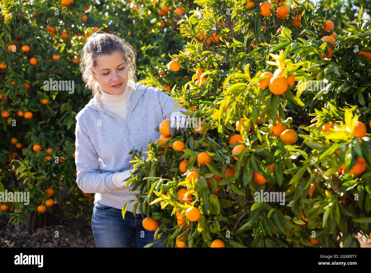 Woman harvesting tangerines on farm Stock Photo - Alamy