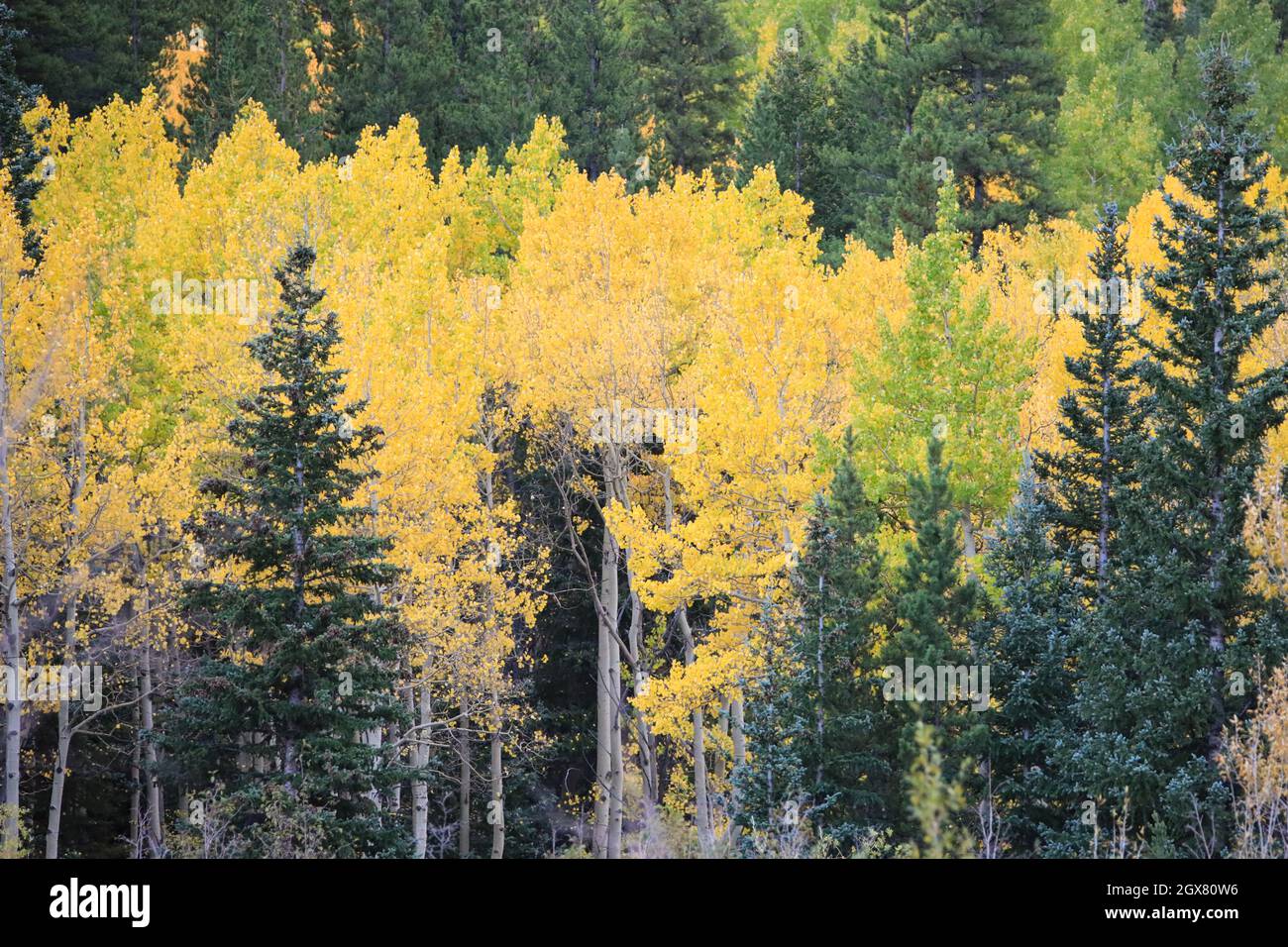 Fall Aspen Tree Colors Red Yellow Orange Mountain Elk Hawk Waterfall ...