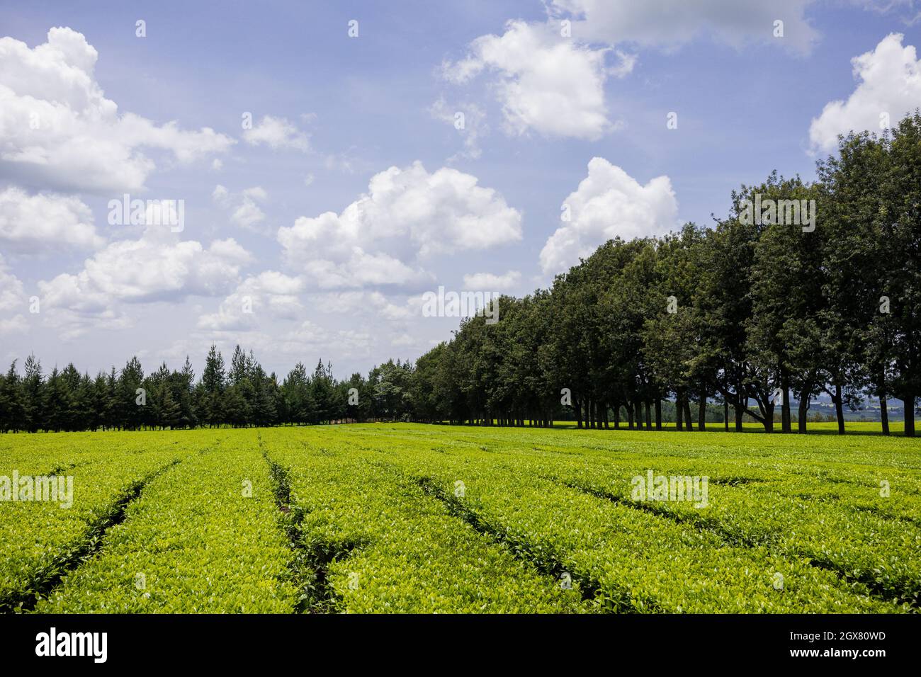 Tea Leaves Farm Estate Plantations In Kericho County Kenya High ...