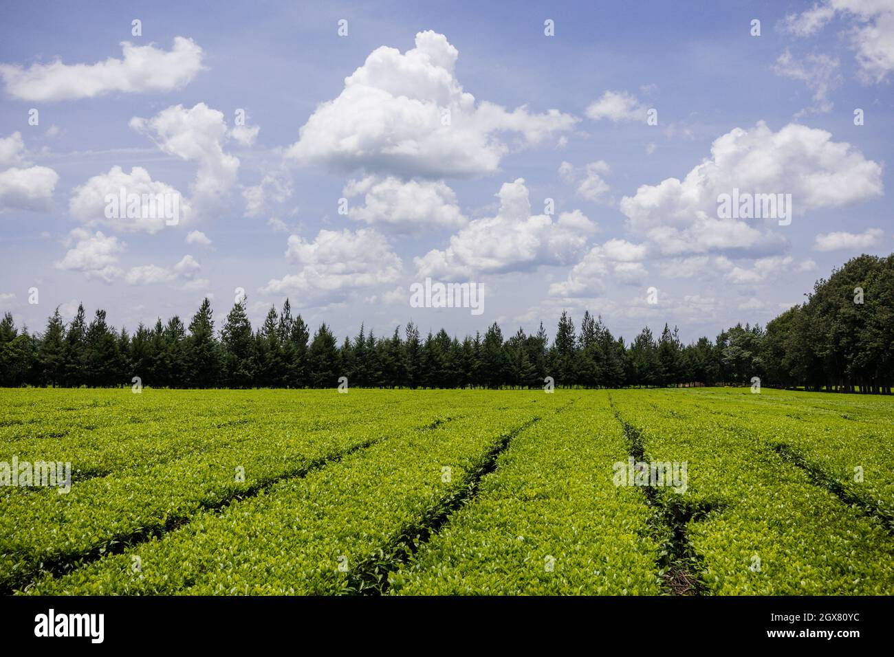 Tea Leaves Farm Estate Plantations In Kericho County Kenya High ...