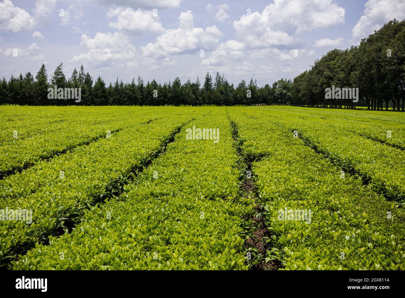 Tea Leaves Farm Estate Plantations In Kericho County Kenya High ...