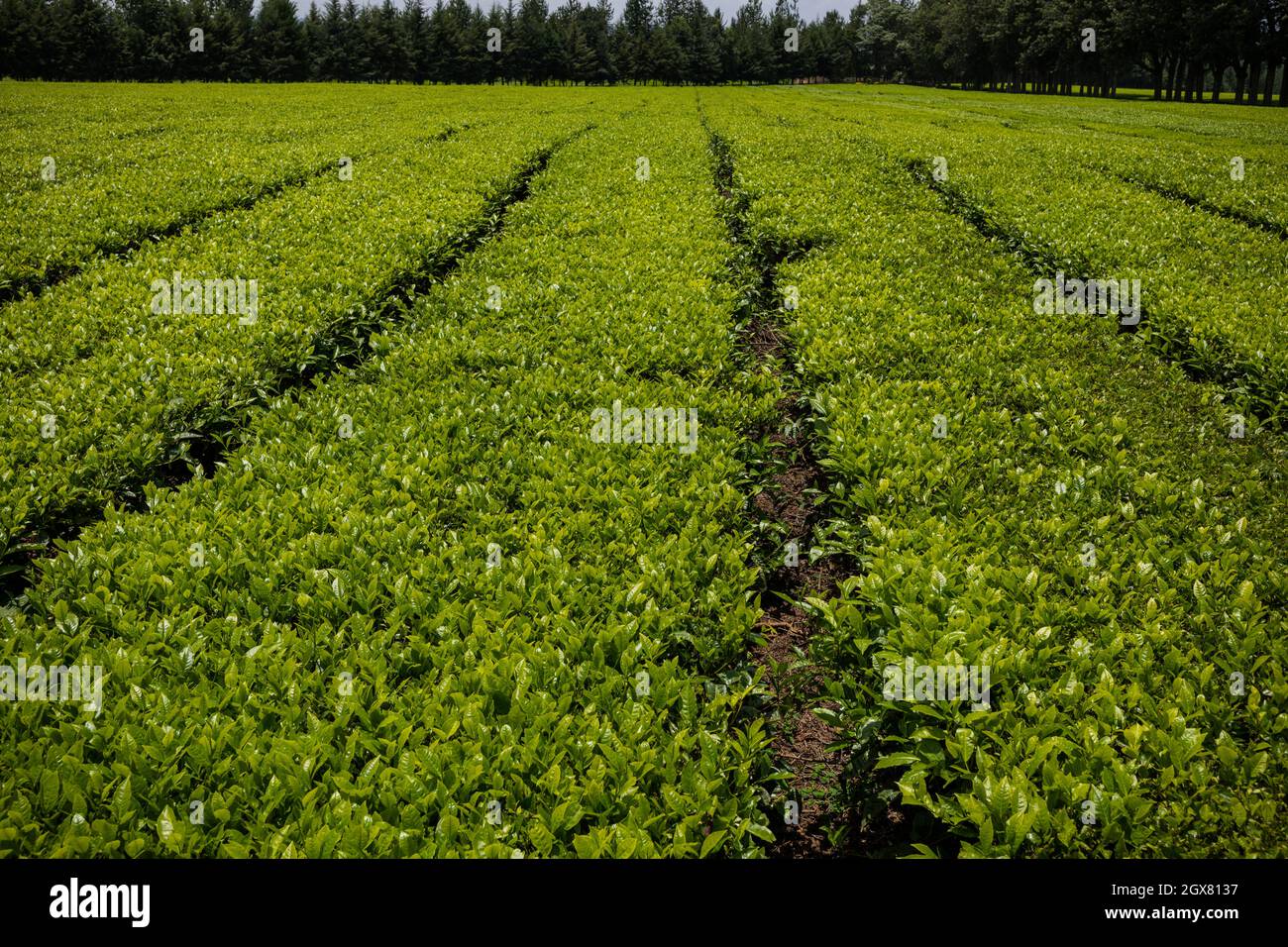 Tea Leaves Farm Estate Plantations In Kericho County Kenya High ...