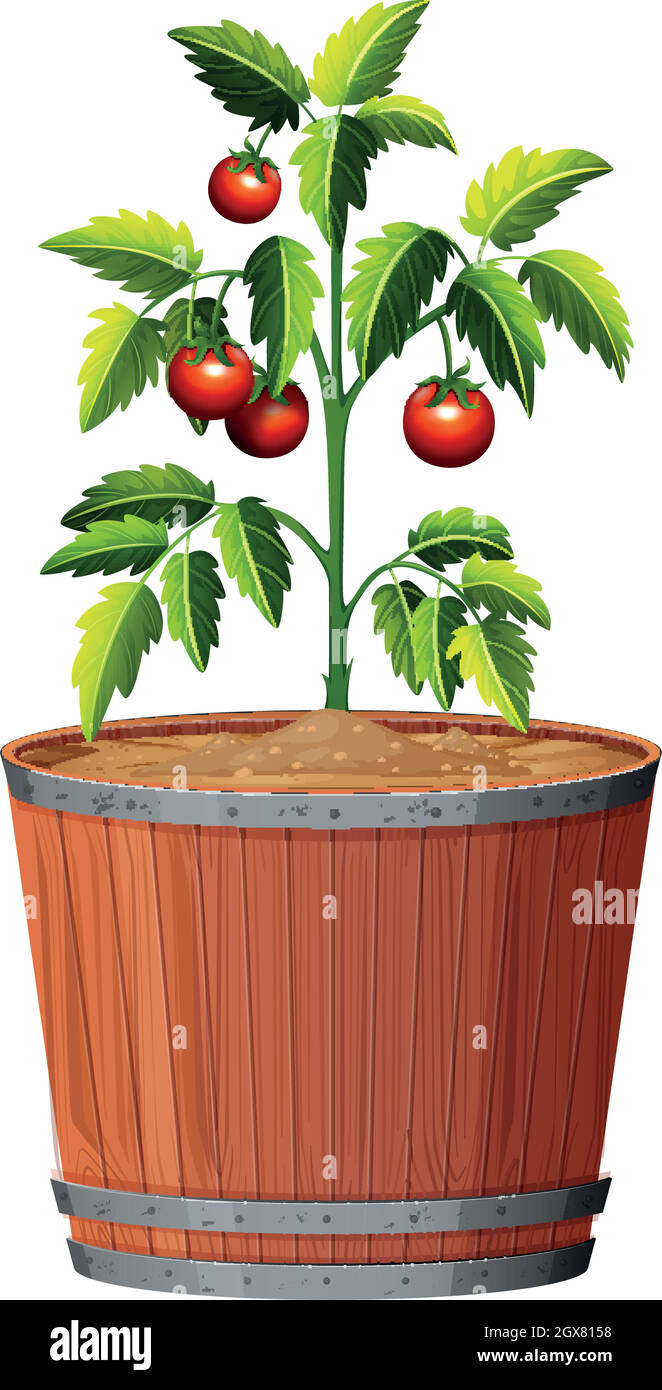 Fruit pot Stock Vector Images - Alamy