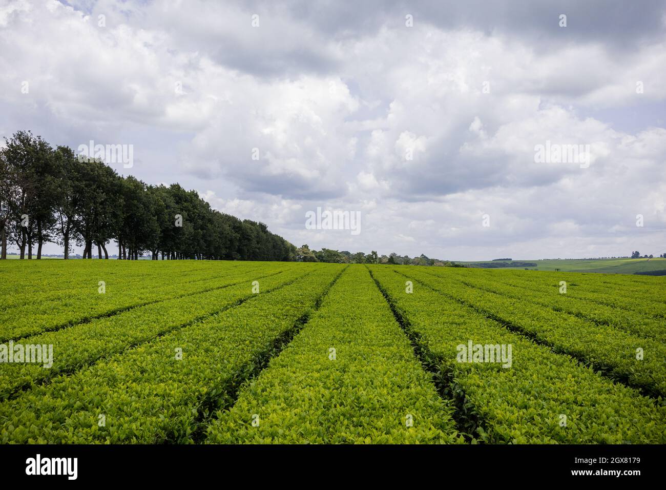 Tea Leaves Farm Estate Plantations In Kericho County Kenya High ...