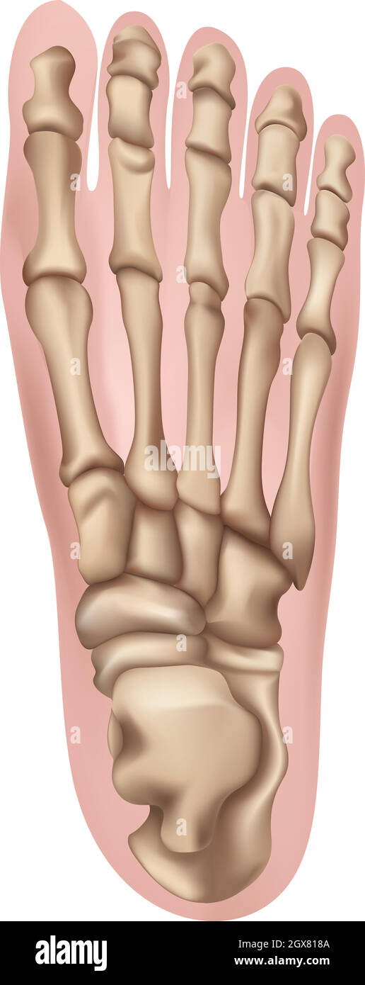 Human heel anatomy hi-res stock photography and images - Alamy