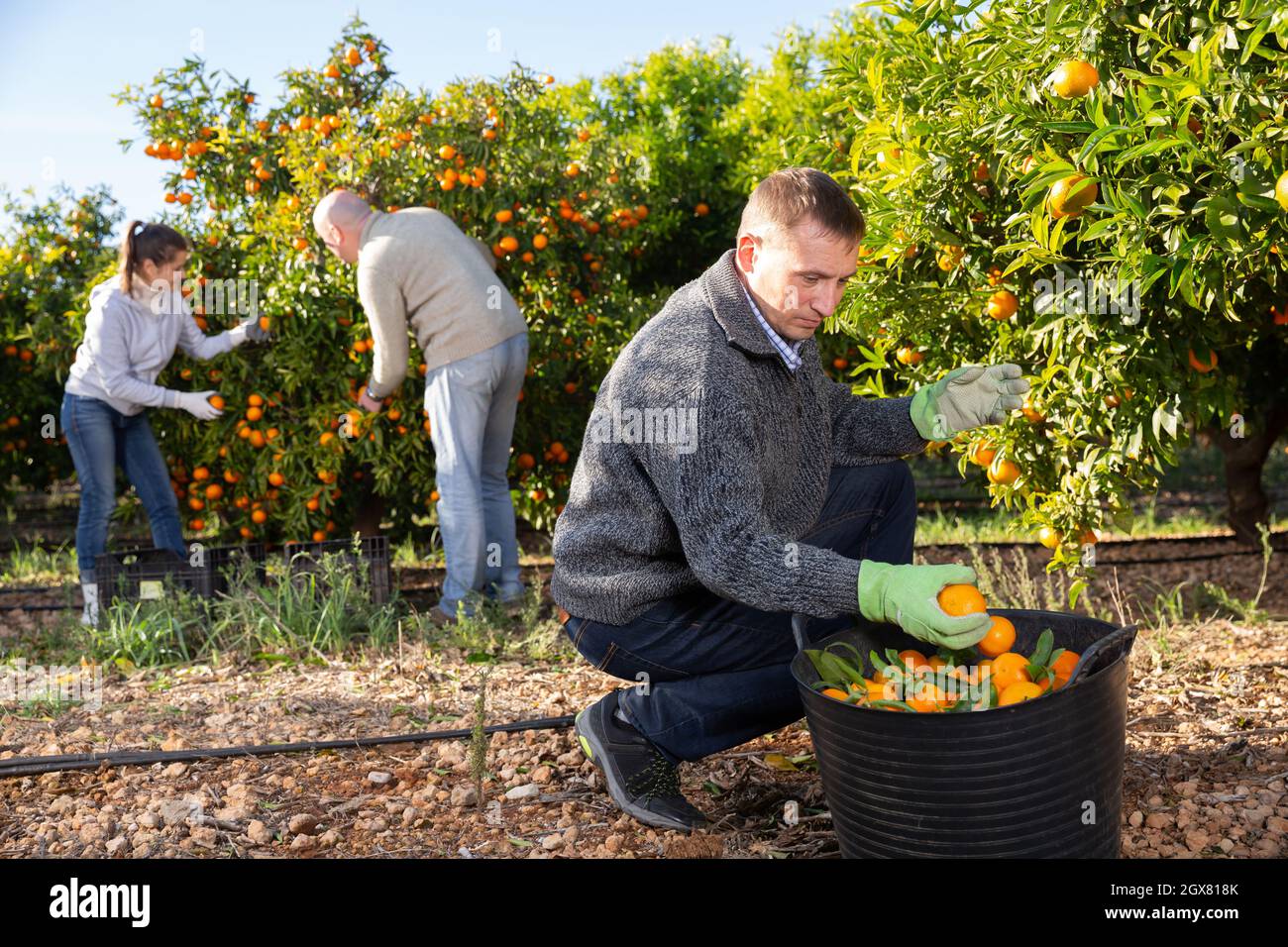 Positive workers picking mandarins in boxes on farm Stock Photo - Alamy