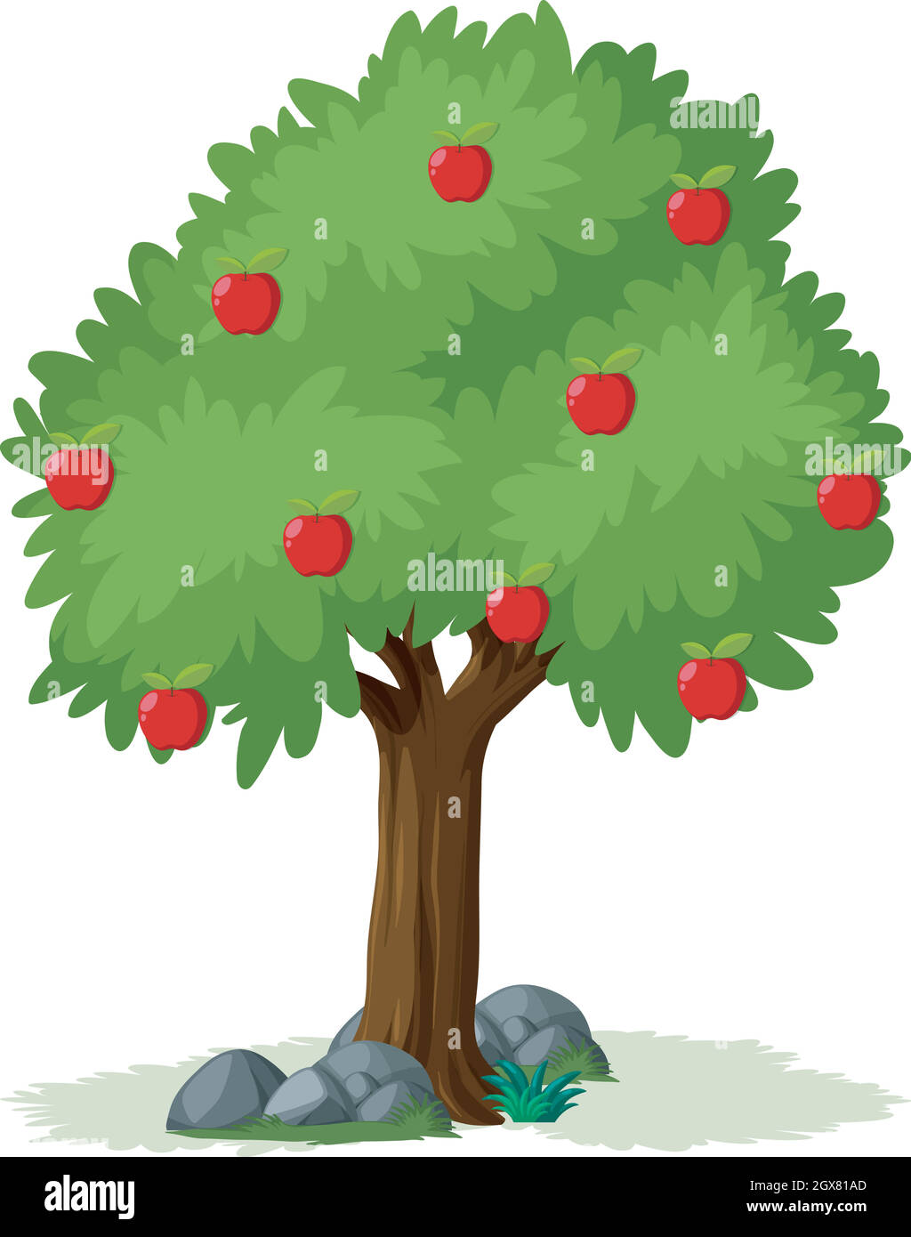 Stone fruit white background Stock Vector Images - Alamy