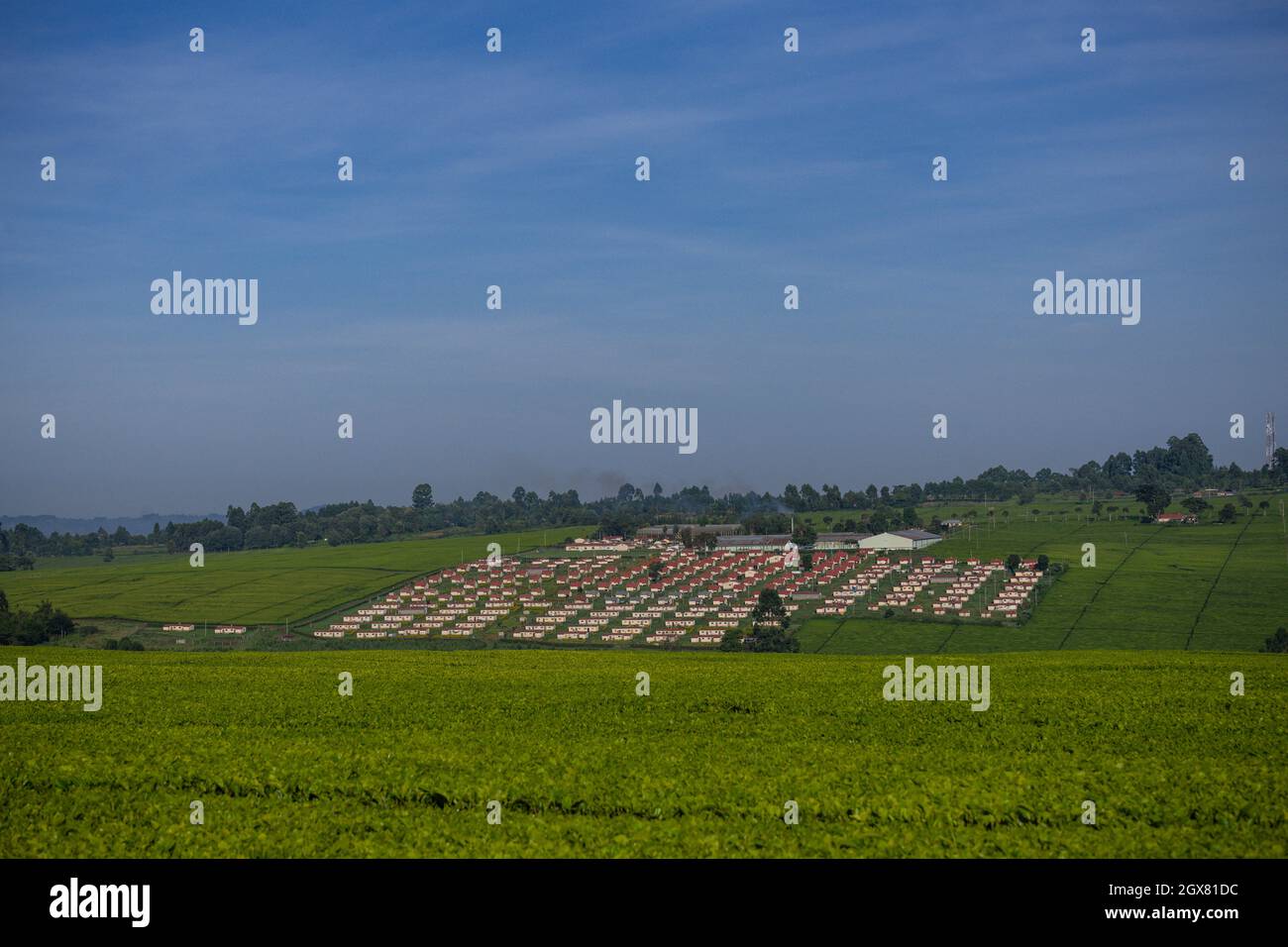 Tea Leaves Farm Estate Plantations In Kericho County Kenya High ...