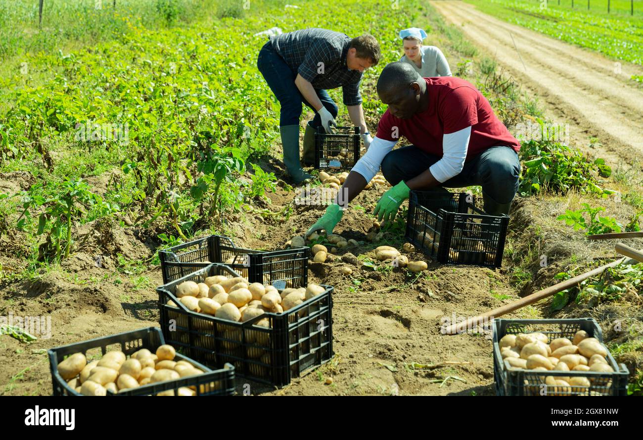 Gardeners sorting potatoes during harvesting outdoor Stock Photo - Alamy