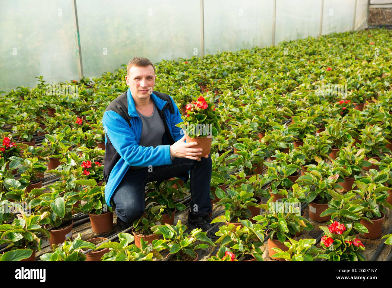 Florist examining begonia seedlings Stock Photo - Alamy