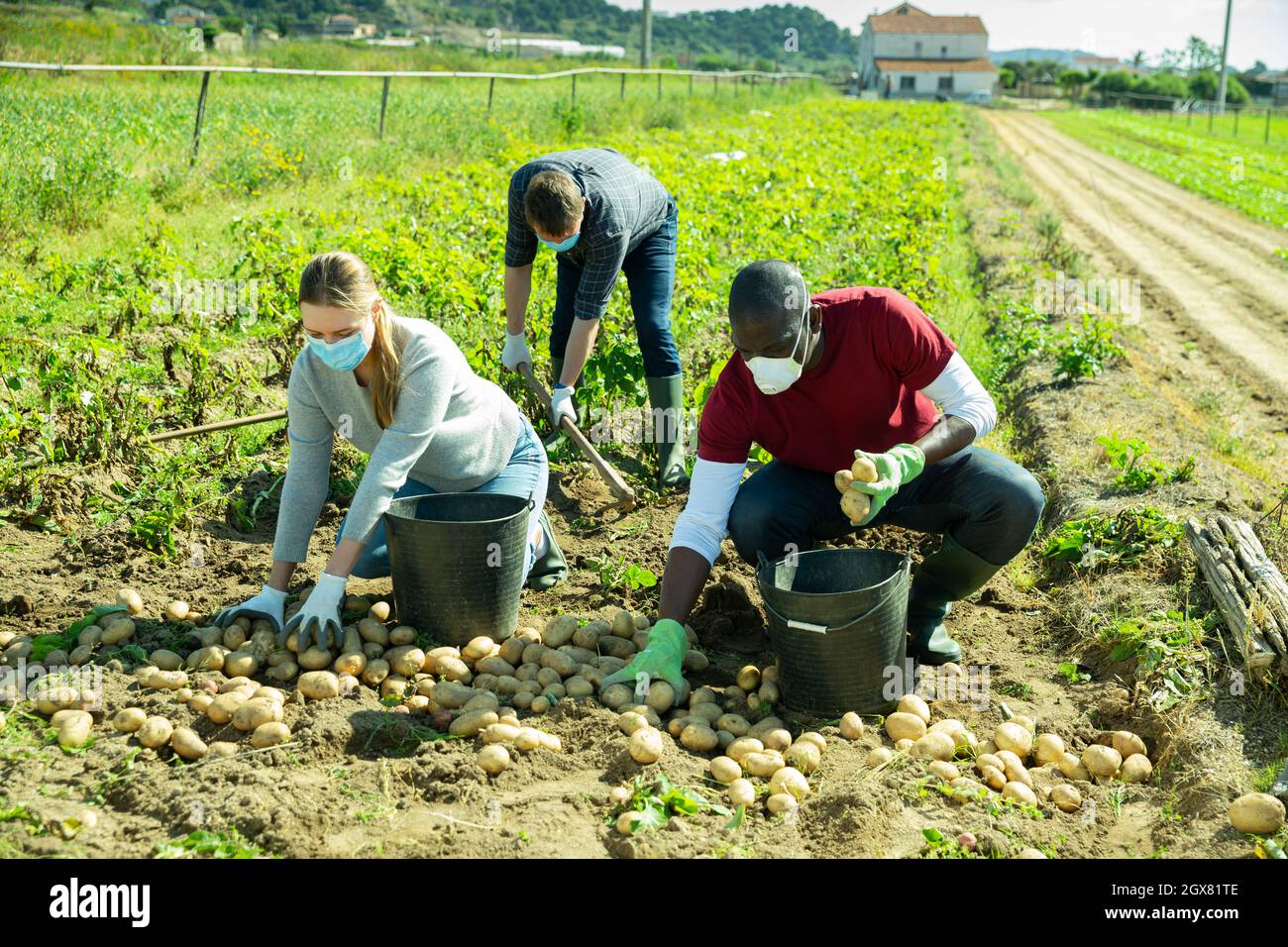 People in medical masks picking potatoes Stock Photo - Alamy