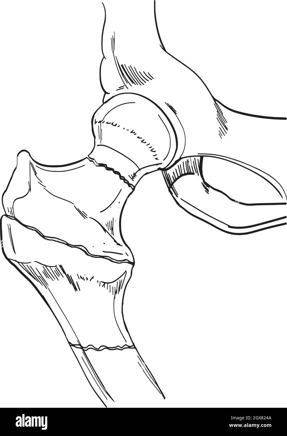 Strong bone hi-res stock photography and images - Alamy