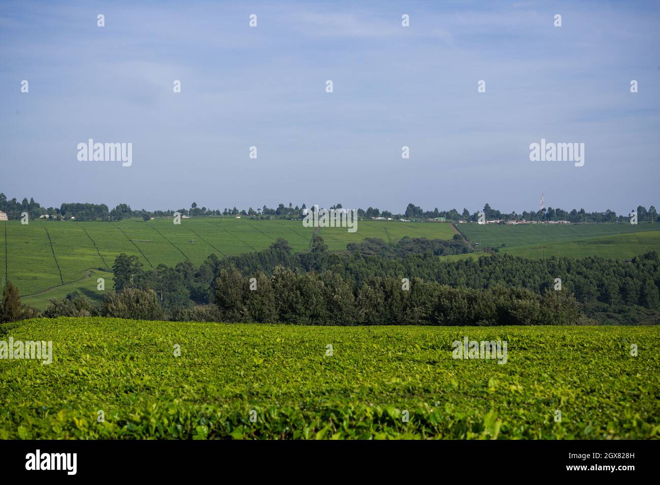 Tea Leaves Farm Estate Plantations In Kericho County Kenya High ...