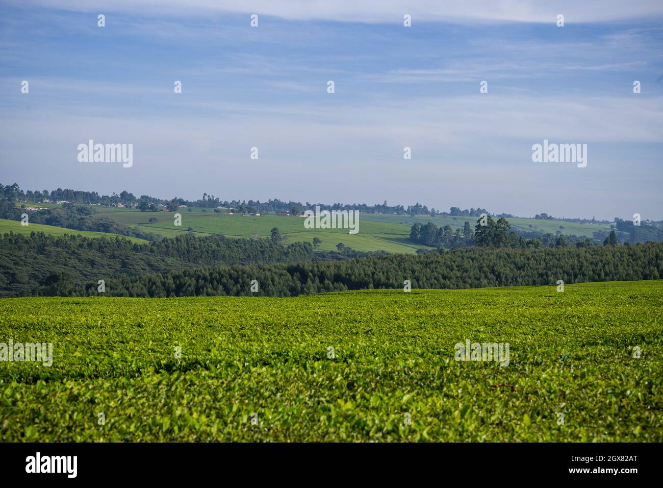 Tea Leaves Farm Estate Plantations In Kericho County Kenya High ...
