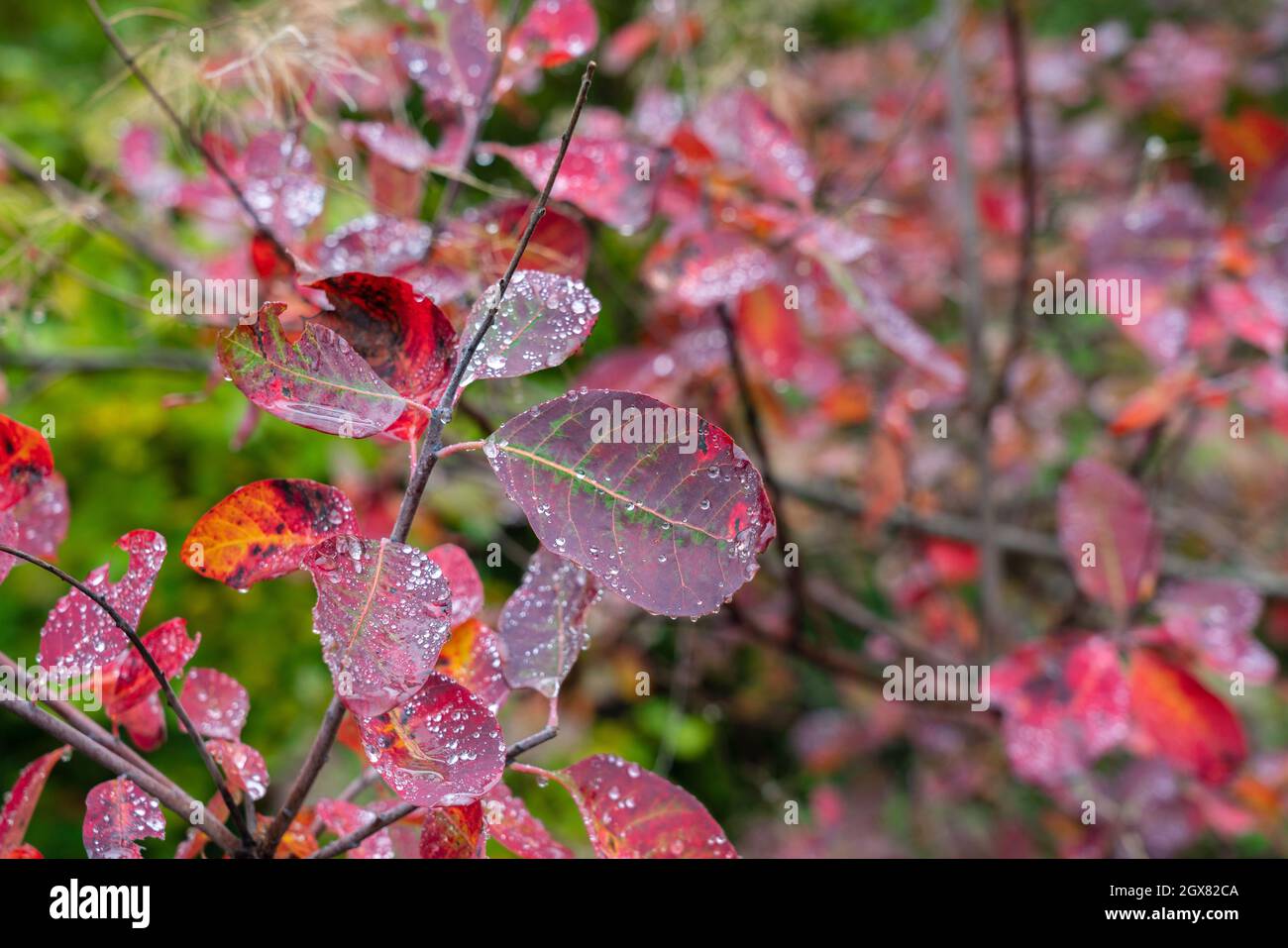 Wet fall foliage water droplets hi-res stock photography and images - Alamy