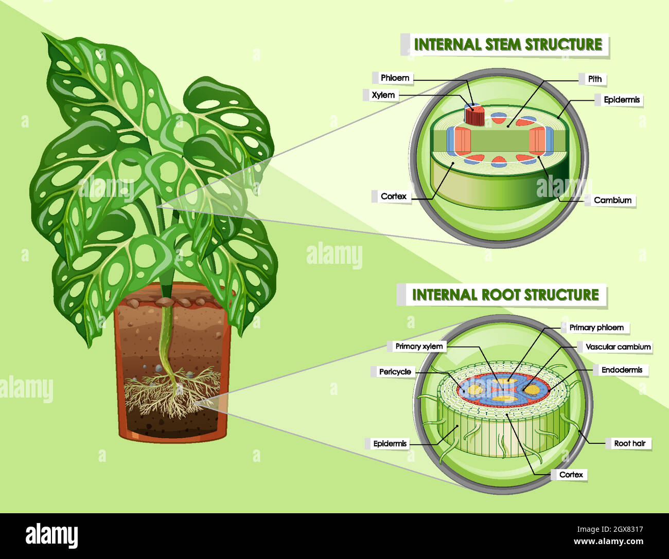 Diagram showing stem and root structure Stock Vector Image & Art - Alamy