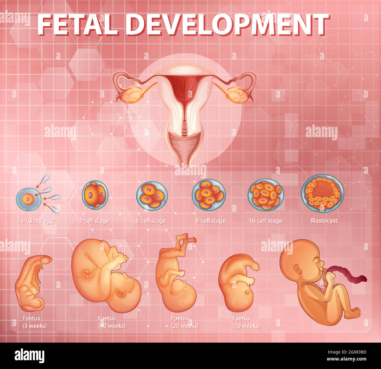 Stages human embryonic development Stock Vector Image & Art - Alamy