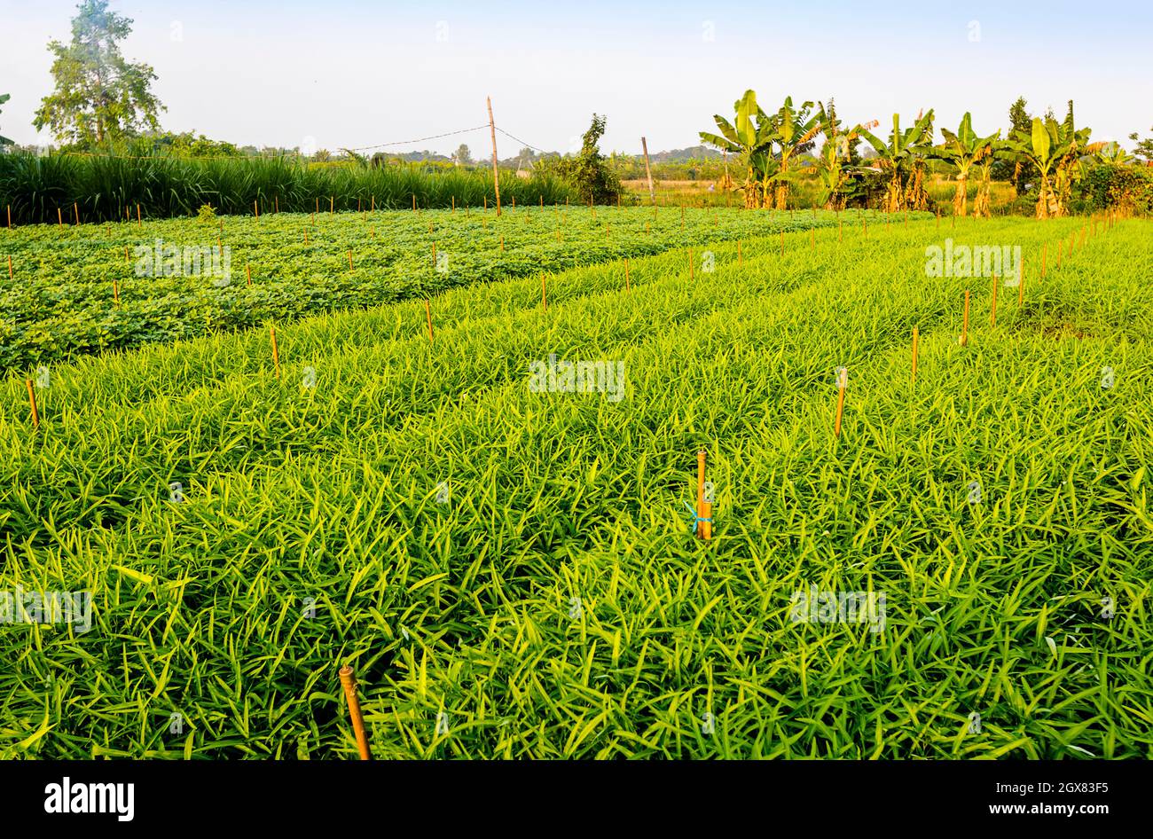 Cau Doc Agriculture in the Mekong Delta with a field of green crops ...