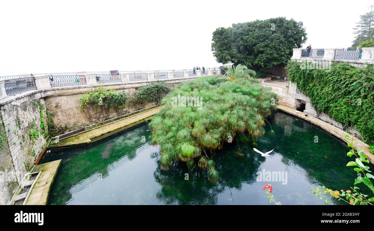 Arethusa hi-res stock photography and images - Alamy