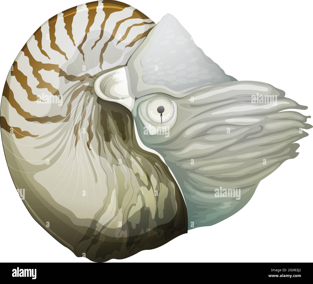 Invertebrates diagram Stock Vector Images - Alamy