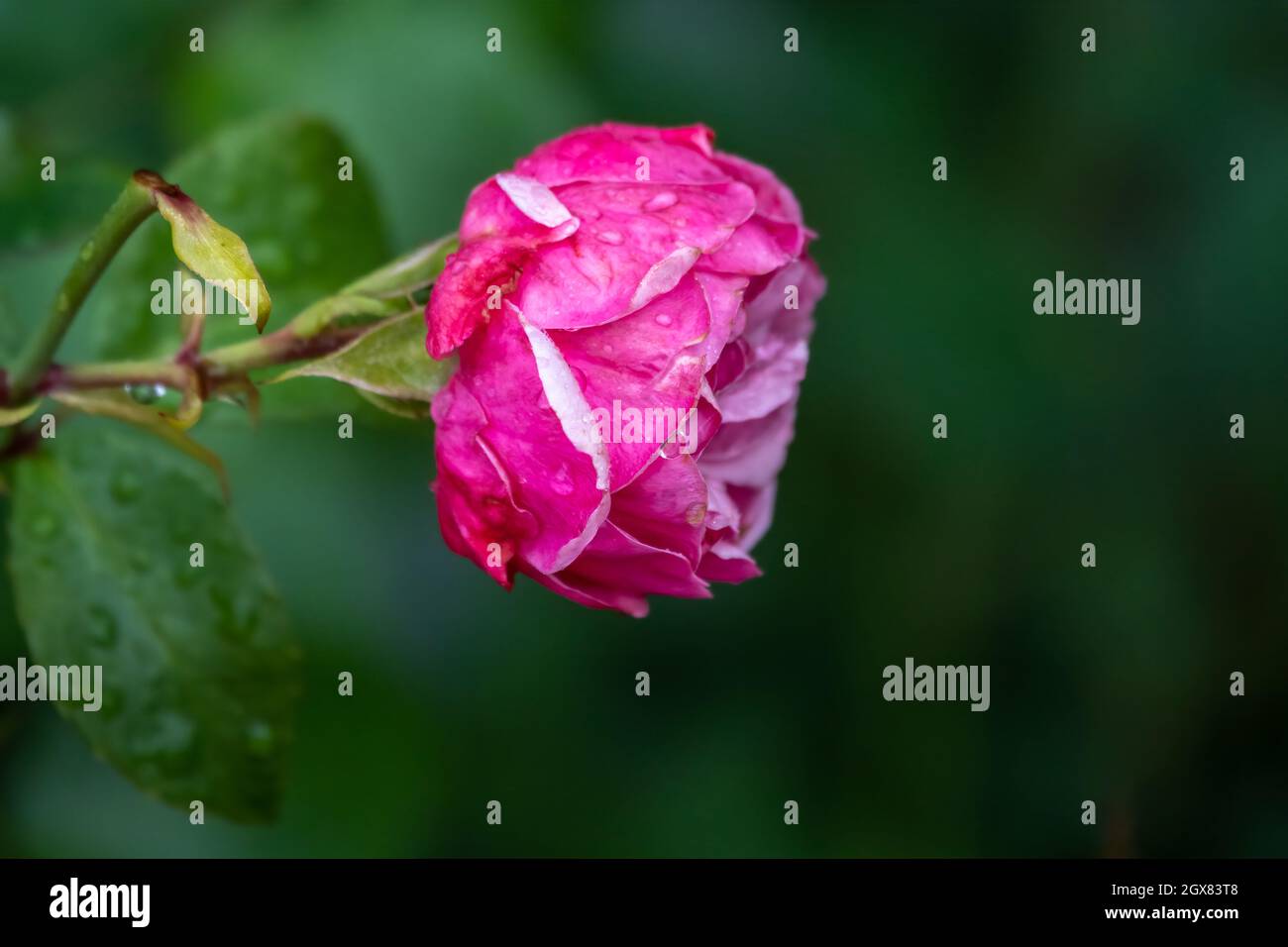 Blooming red rose bud with raindrops close up. Red rose with water ...