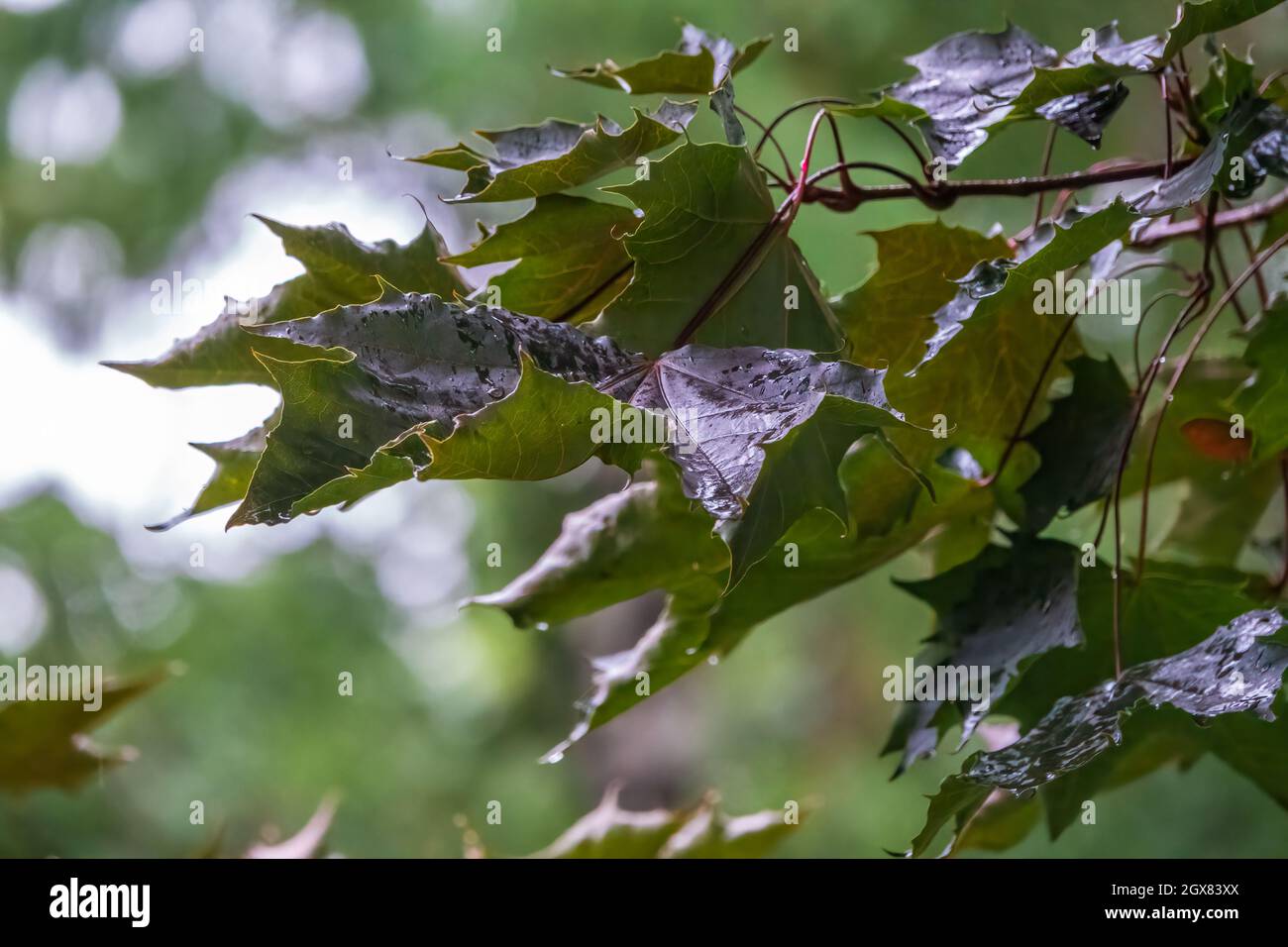 Acer platanoides, the Norway maple, fresh wet maple leaves with rain ...
