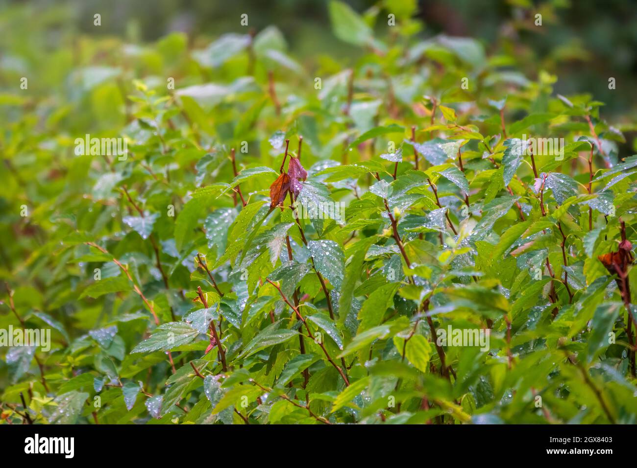 Green raindrop bushes bush hi-res stock photography and images - Alamy