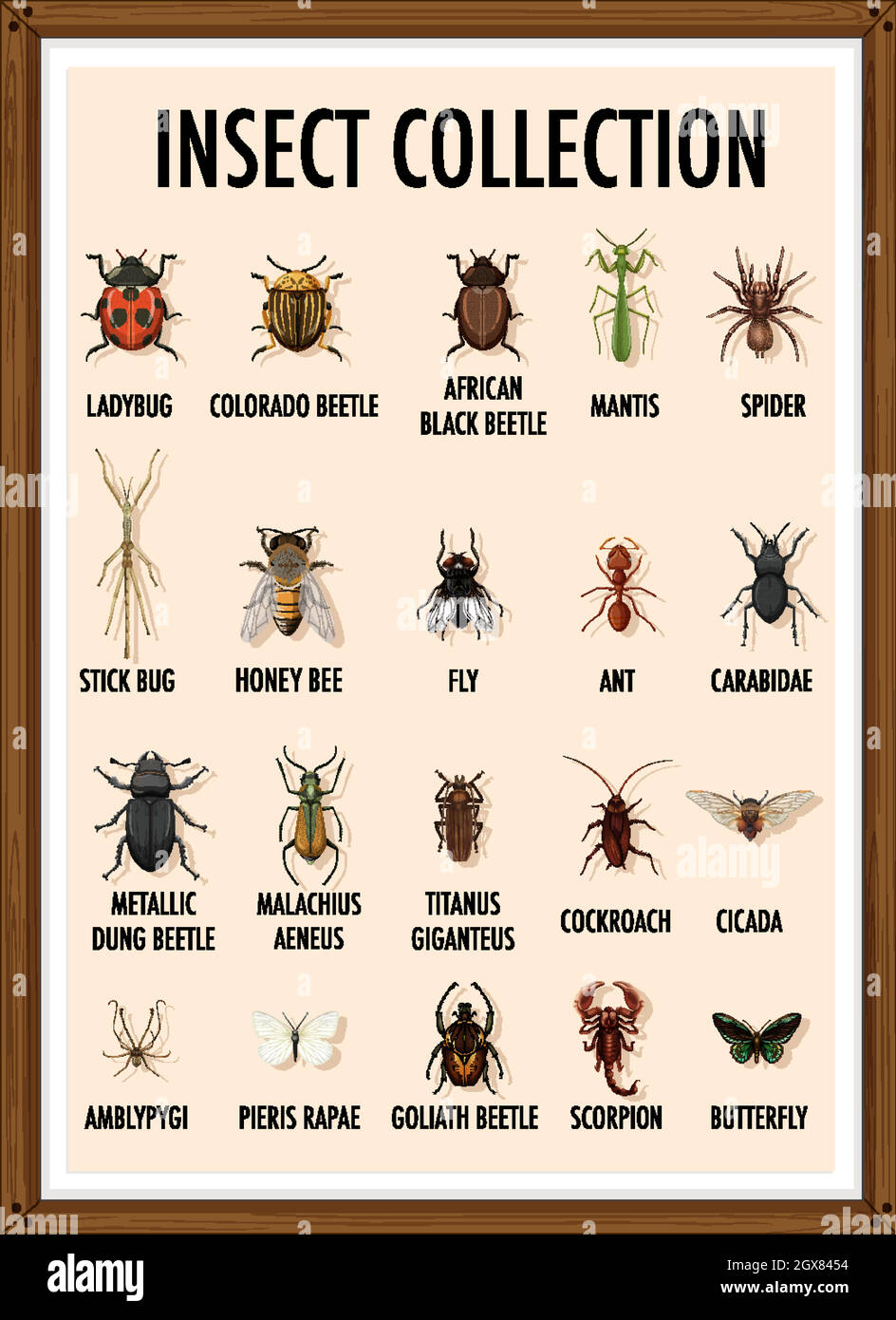 Set of insect collection in wooden frame Stock Vector Image & Art - Alamy