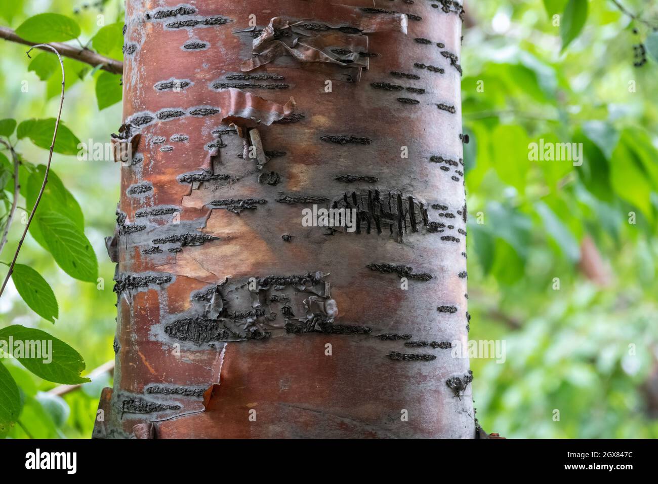 Prunus padus, bird cherry, hackberry, hagberry, Mayday tree golden bark ...