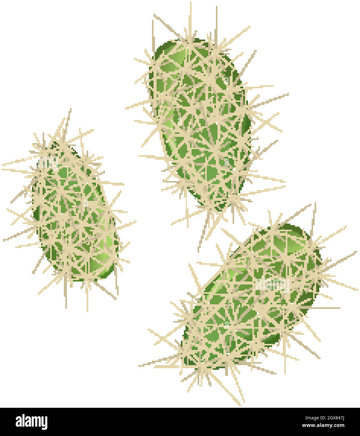 Jumping Cholla isolated on white background Stock Vector Image & Art ...