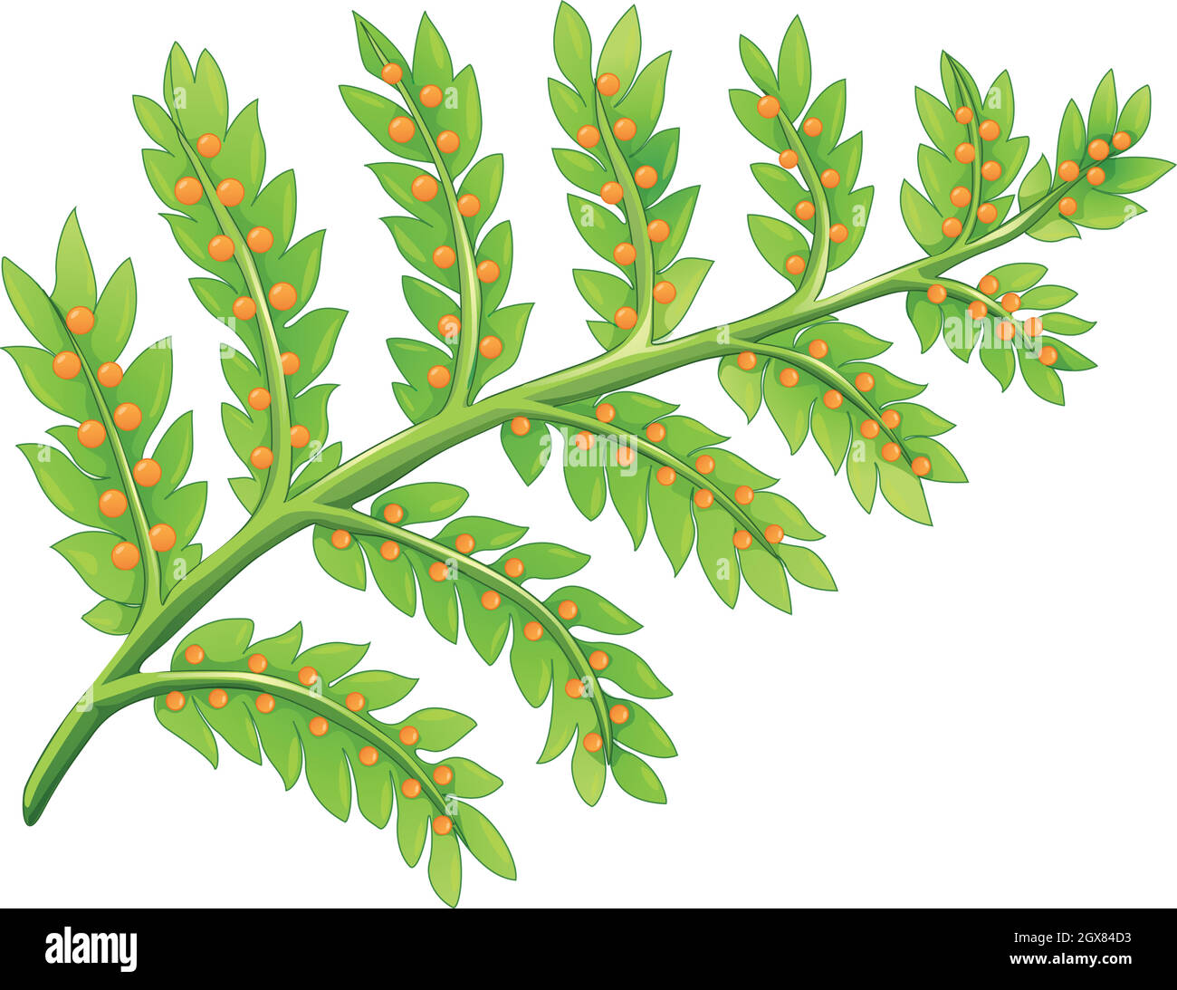A fern plant Stock Vector Image & Art - Alamy