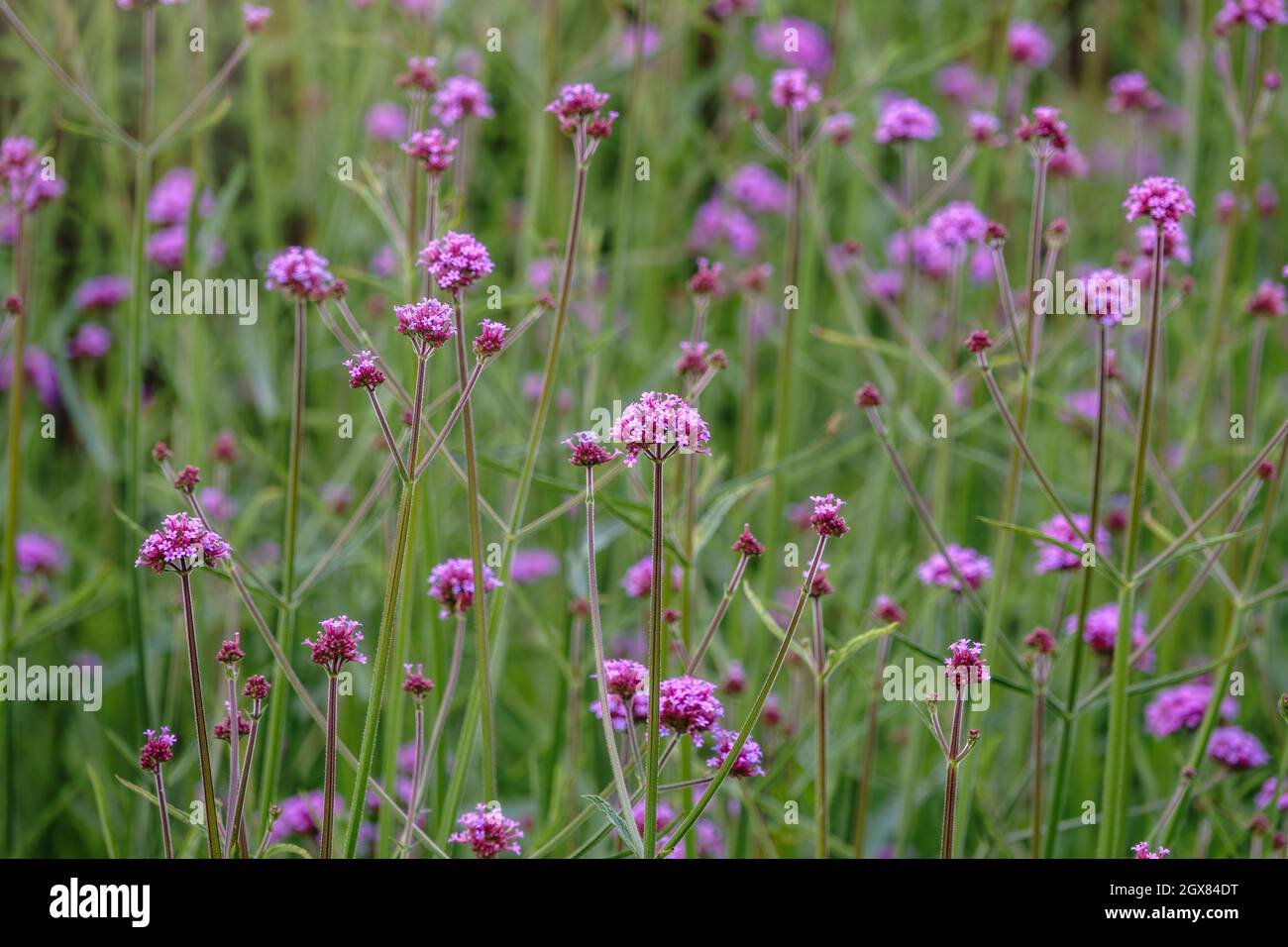 Verbena bonariensis flowers, Argentinian Vervain or Purpletop Vervain ...