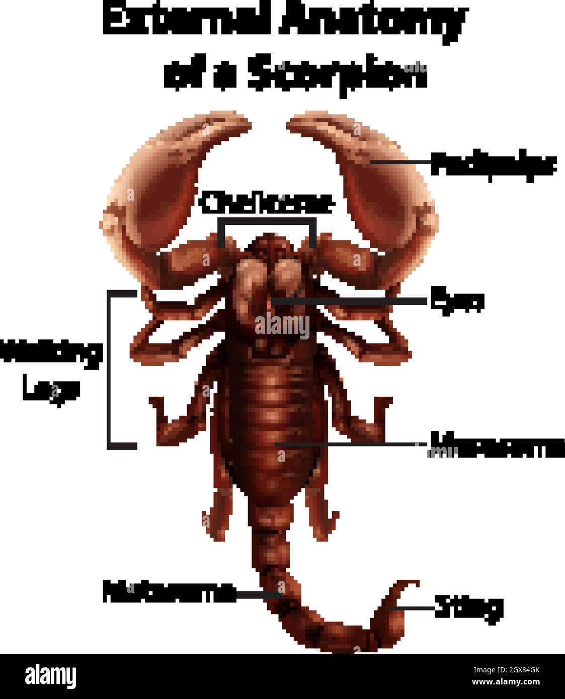 External Anatomy of a scorpion on white background Stock Vector Image ...